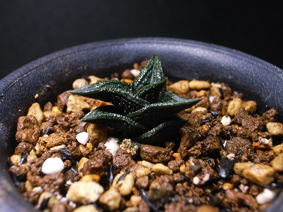 多肉植物 ハオルチア ニグラ HW37-S2 / Haworthia nigra ‘ HW37-S2 ‘(サボテン)｜売買されたオークション情報、yahooの商品情報をアーカイブ公開 ...