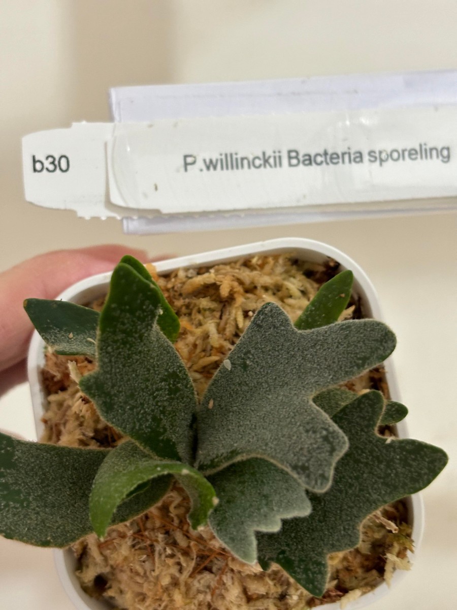 Yahoo!オークション - b30 .P.willinckii bacteria sporeling ウィリン...