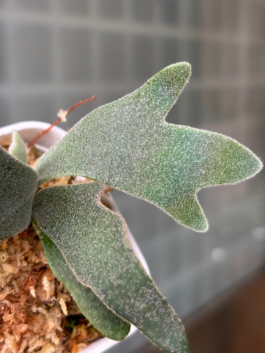 Yahoo!オークション - b33 .P.willinckii bacteria sporeling ウィリン...