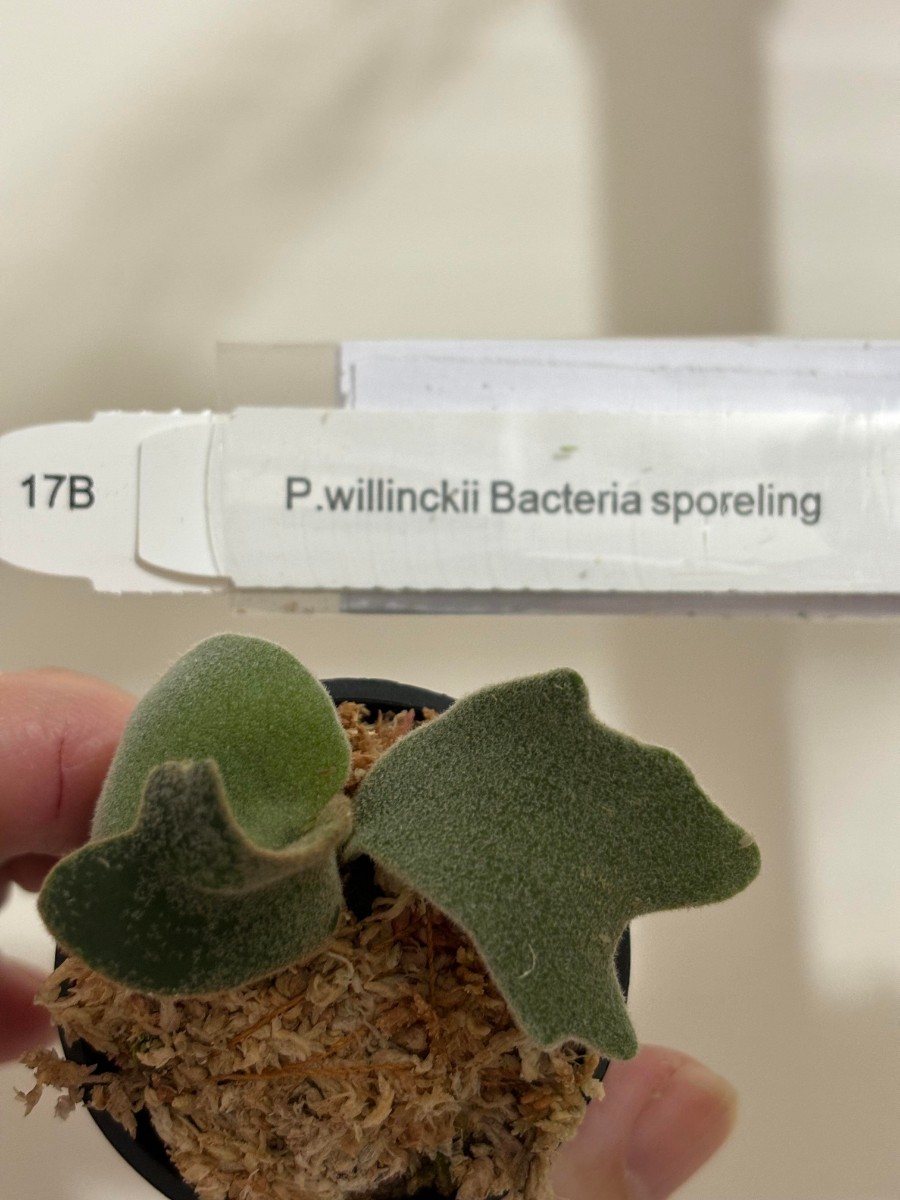 Yahoo!オークション - 17B .P.willinckii bacteria sporeling ウィリン...