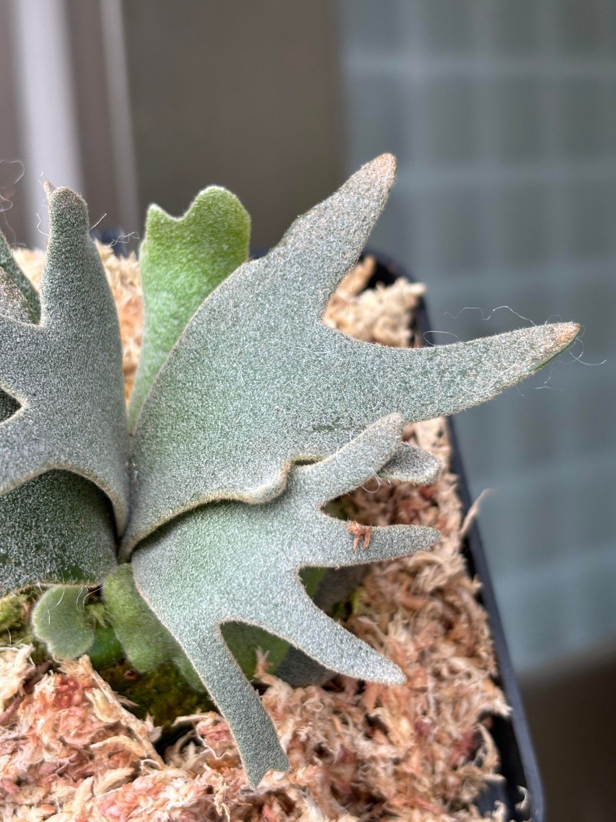 a64 P.willinckii bacteria sporeling やや大きめ ウィリンキー バクテリア(ビカクシダ、コウモリラン)｜売買されたオークション情報、yahooの商品情報を ...