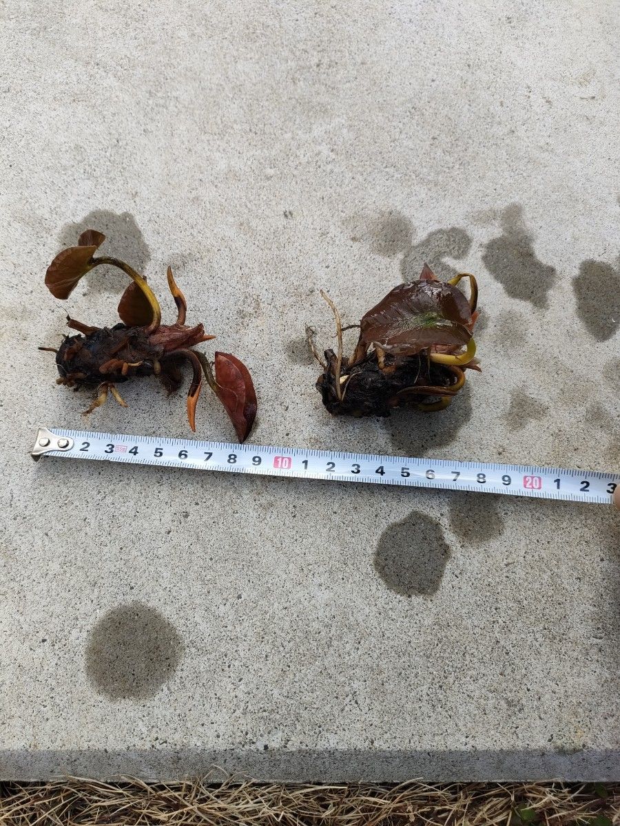 kog様専用｜Yahoo!フリマ（旧PayPayフリマ）