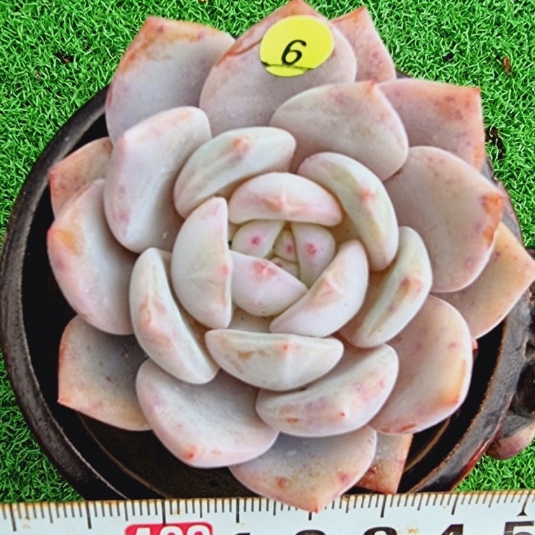 Yahoo!オークション - 0203-Y506 オレンジモンロー エケベリア 多肉植...