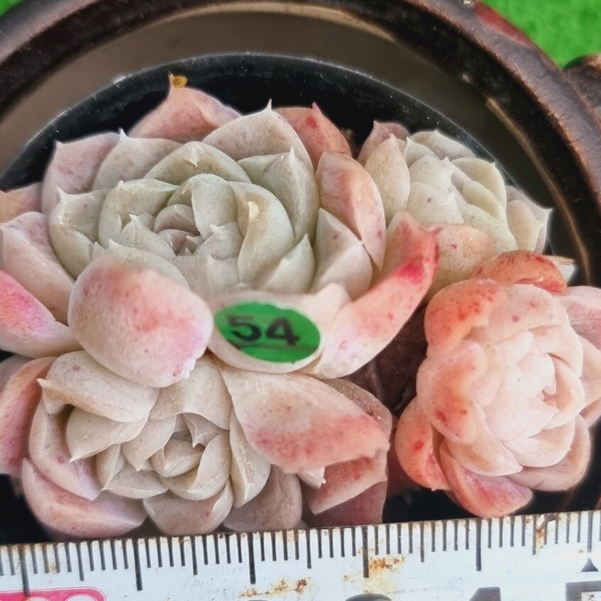 Yahoo!オークション - 0227-G154 アイシローズ エケベリア 多肉植物 韓...