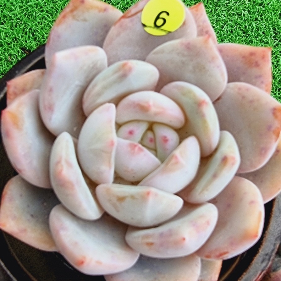 Yahoo!オークション - 0203-Y506 オレンジモンロー エケベリア 多肉植...