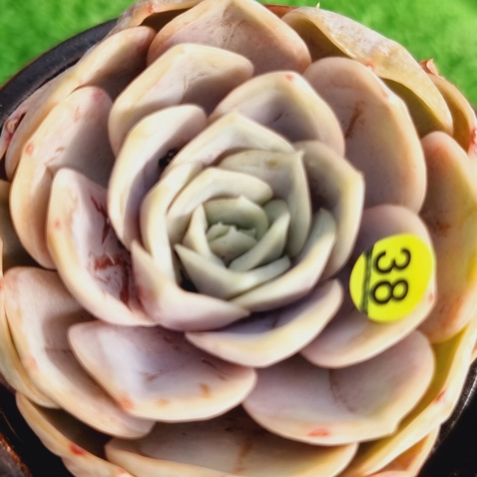 Yahoo!オークション - 0211-Y638 ブルーサプライズ エケベリア 多肉植...