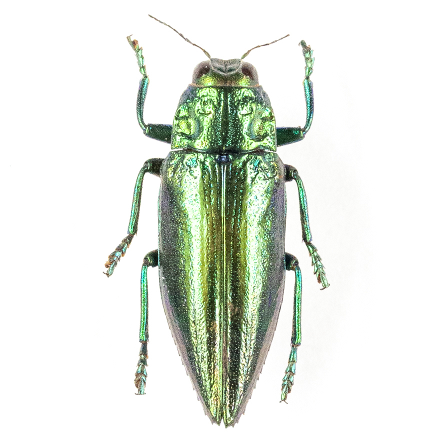 Yahoo!オークション - C. radians 03B ムネスジタマムシ標本 セラム島