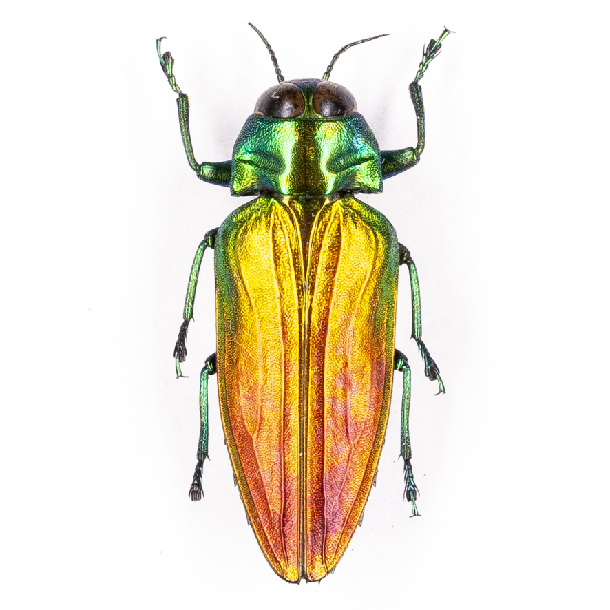 Yahoo!オークション - B. sumptuosa 39B タマムシ標本 モロタイ島