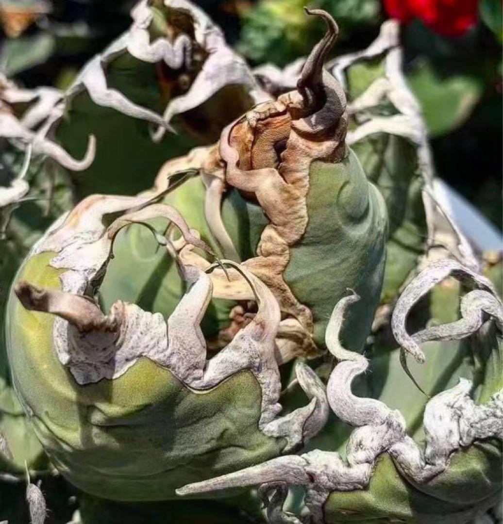 Yahoo!オークション - A98 超レア種アガベ チタノタ 魔丸 子株