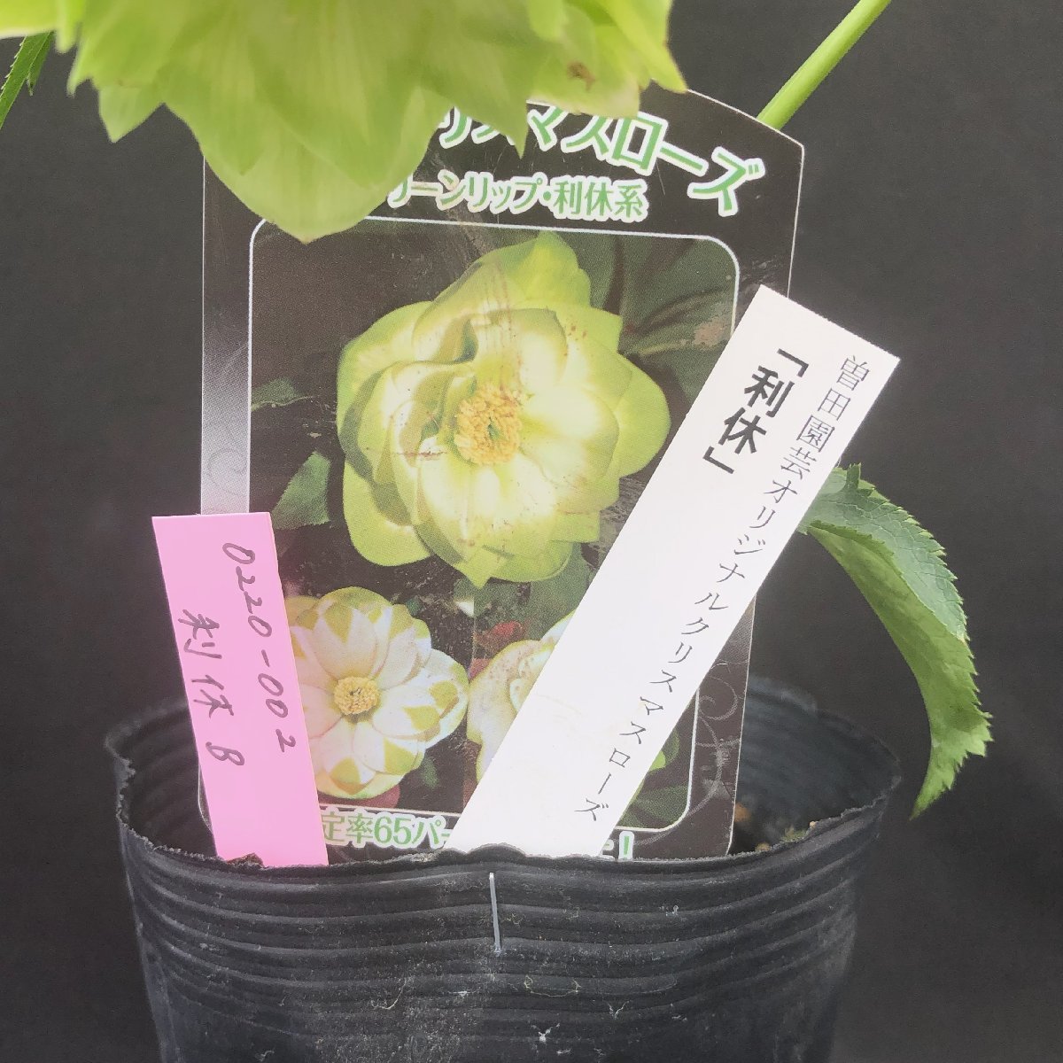 0220-002 曽田園芸 八重咲クリスマスローズ 利休 B 12cmポット 植物 現品(花)｜売買されたオークション情報、yahooの商品情報をアーカイブ公開 - オークファン（aucfan ...