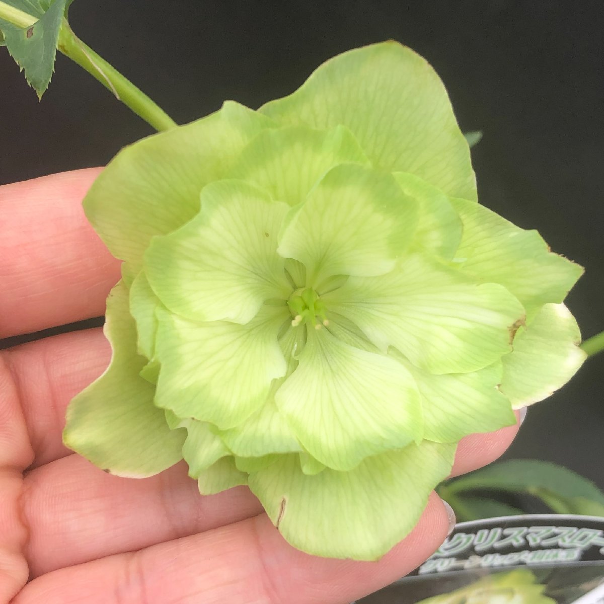 0220-002 曽田園芸 八重咲クリスマスローズ 利休 B 12cmポット 植物 現品(花)｜売買されたオークション情報、yahooの商品情報をアーカイブ公開 - オークファン（aucfan ...