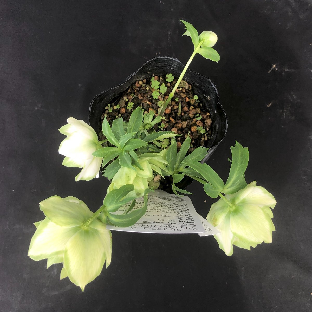 0220-001 曽田園芸 八重咲クリスマスローズ 利休 A 12cmポット 植物 現品(花)｜売買されたオークション情報、yahooの商品情報をアーカイブ公開 - オークファン（aucfan ...