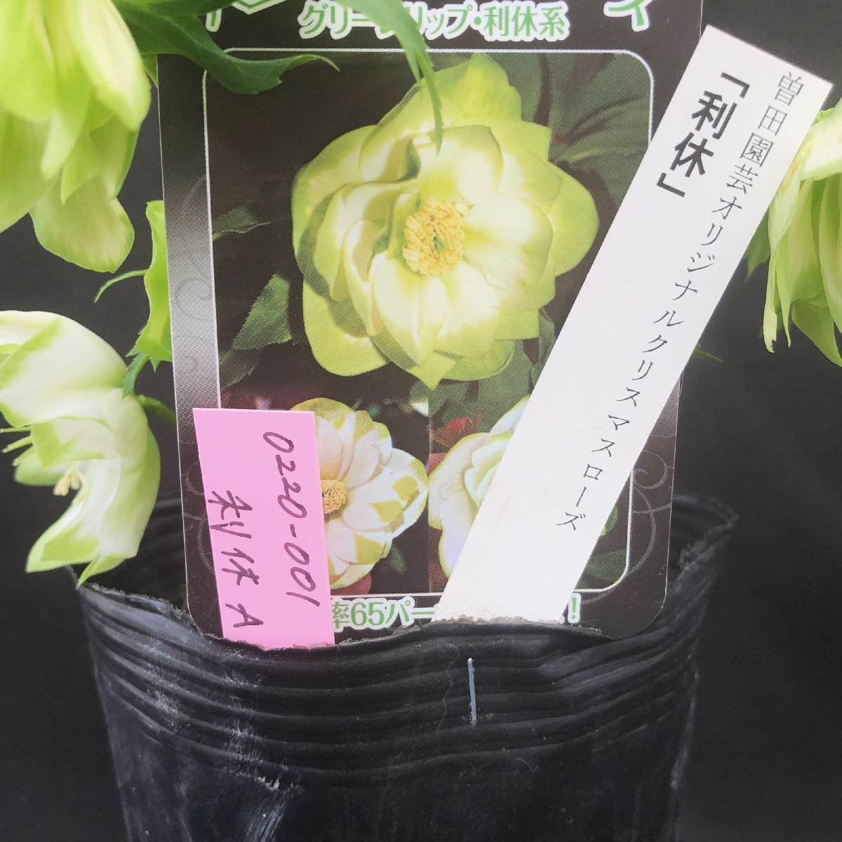 0220-001 曽田園芸 八重咲クリスマスローズ 利休 A 12cmポット 植物 現品(花)｜売買されたオークション情報、yahooの商品情報をアーカイブ公開 - オークファン（aucfan ...