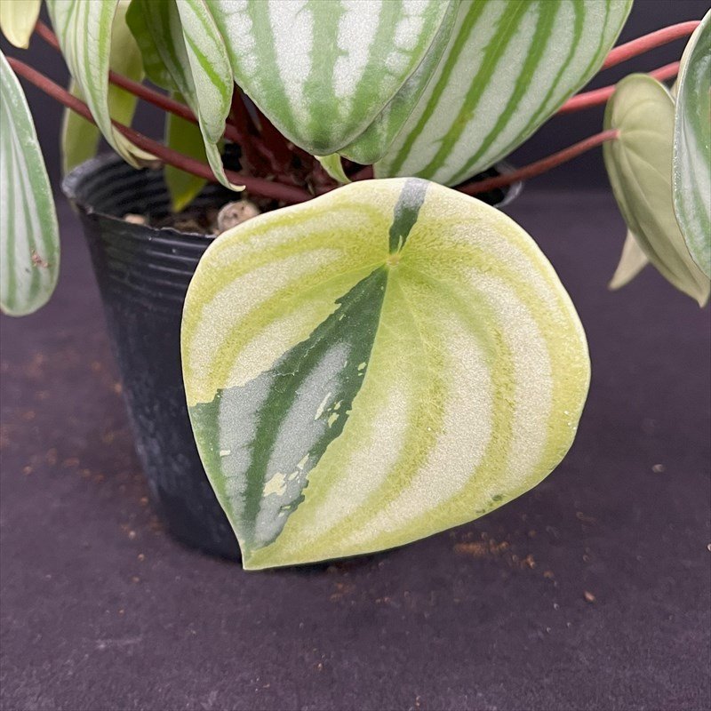 0221-003 斑入りスイカペペ B 10.5cmポット 観葉植物 現品(その他)｜売買されたオークション情報、yahooの商品情報をアーカイブ公開 - オークファン（aucfan.com）