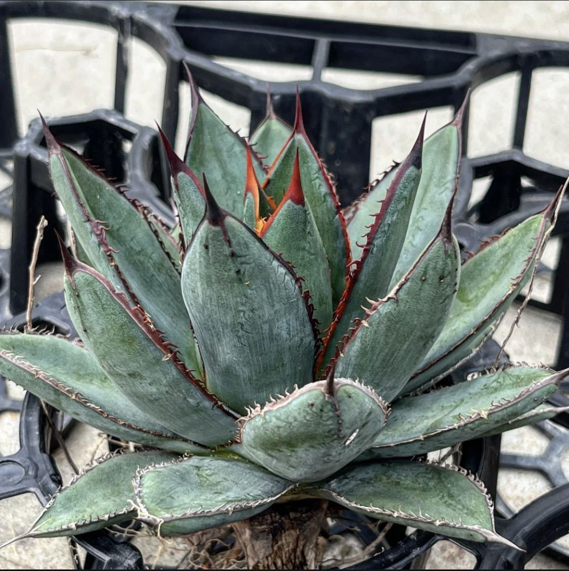 Yahoo!オークション - hp 63 アガベ ビクトリアレジーナ×グアダラハラ...