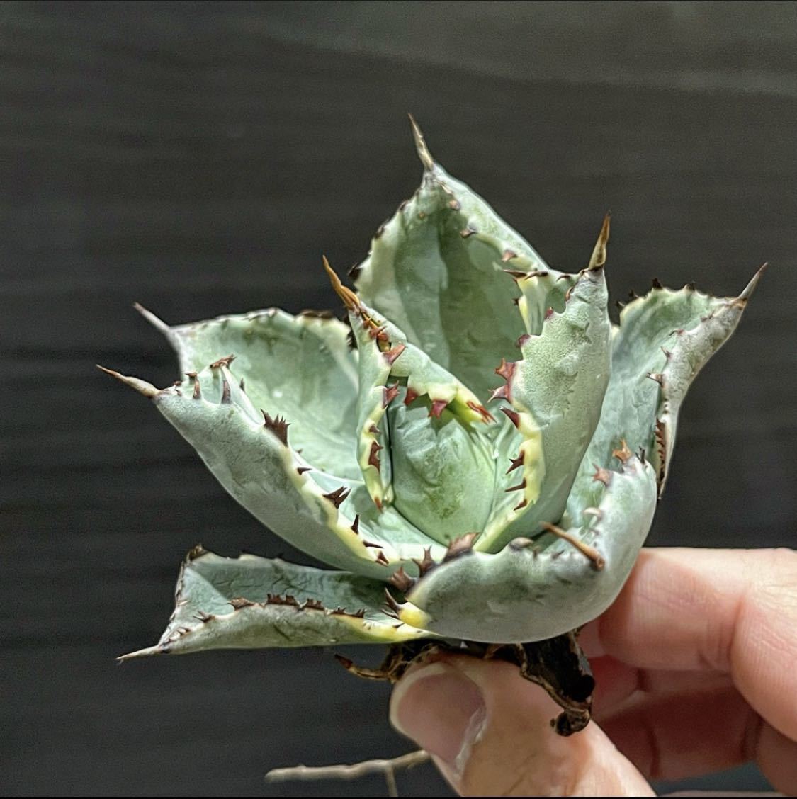 Yahoo!オークション - hp 68 アガベ カブトガニ 斑入り osp育成株 w約9...