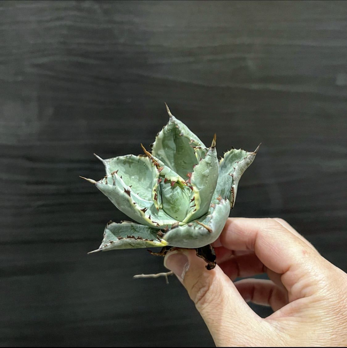 Yahoo!オークション - hp 68 アガベ カブトガニ 斑入り osp育成株 w約9...