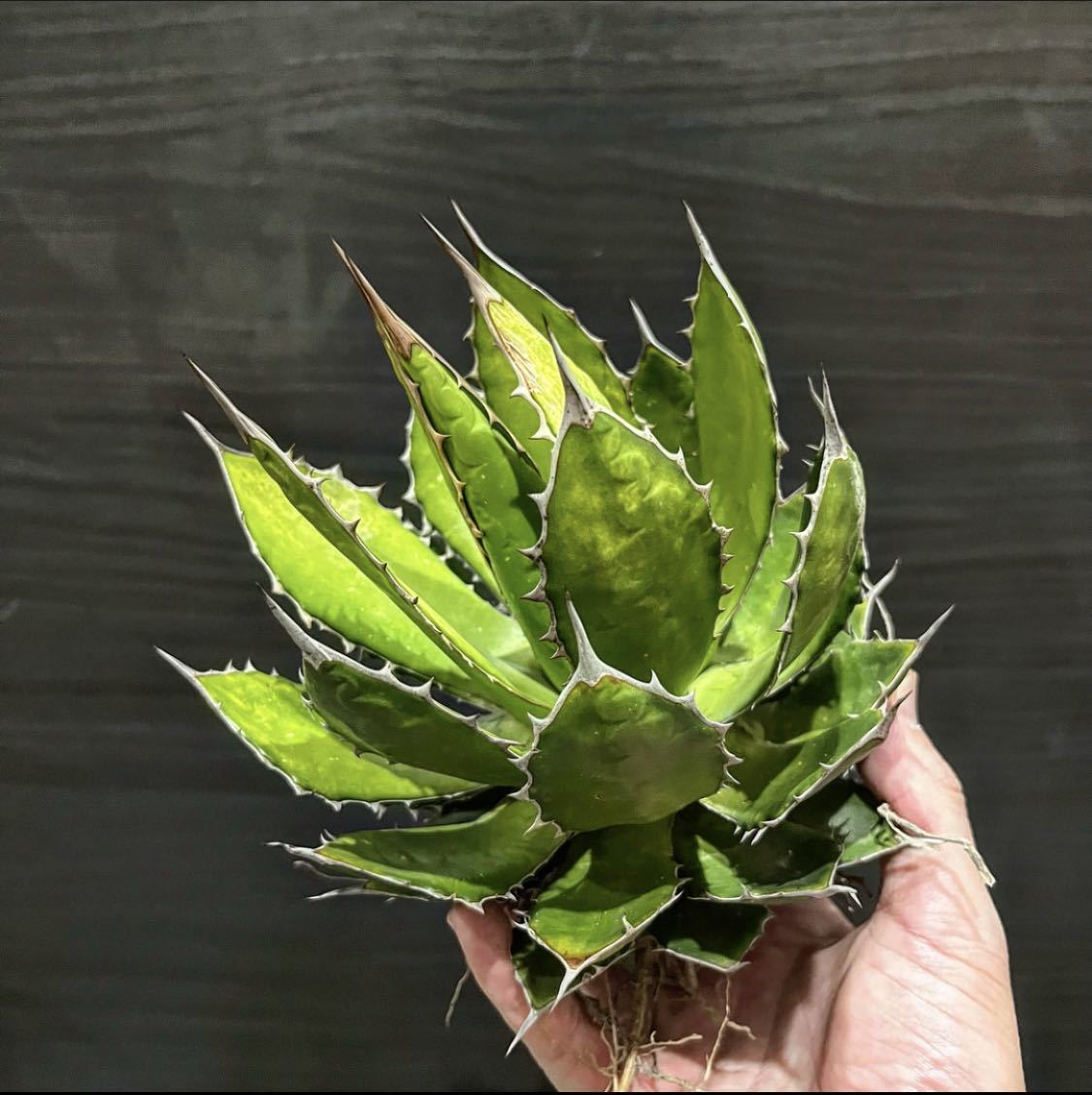 Yahoo!オークション - hp 63 アガベ ホリダ osp育成株 w約15cm