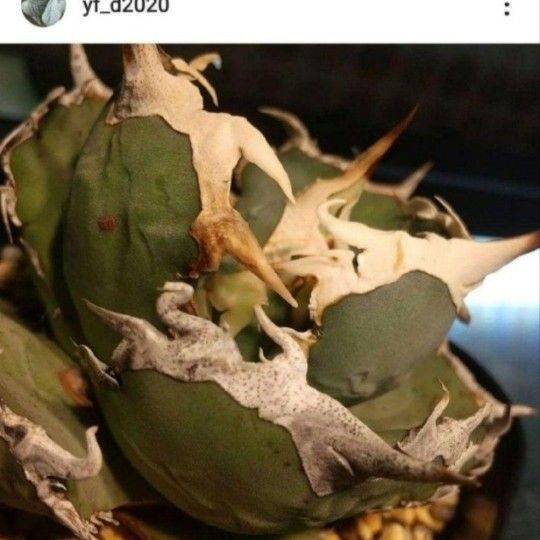 強棘 アガベ チタノタ 逆鱗 オテロイ Agave titanota 黒犀牛 強棘 アガベ チタノタ 逆鱗 オテロイ Agave titanota 黒犀牛