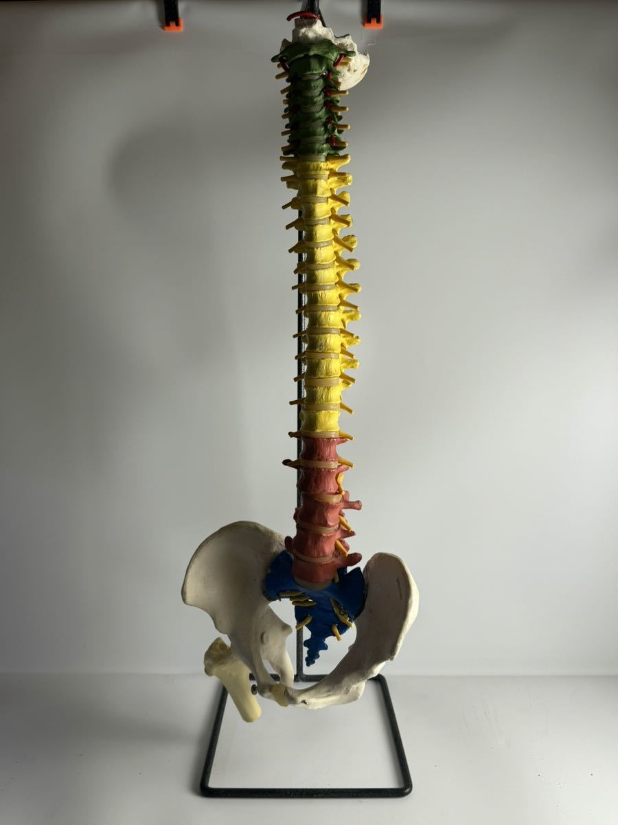 Yahoo!オークション - 3B Scientific GmbH 人体模型 骨格標本 脊椎 台...