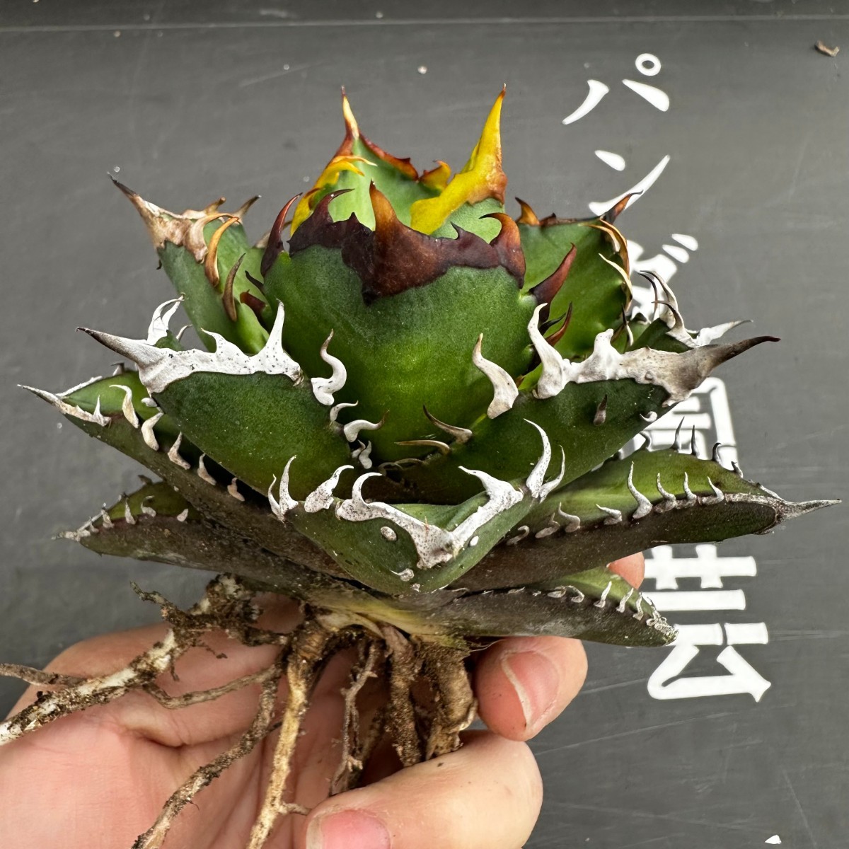 Yahoo!オークション - H37【パンダ園芸】 特選 アガベ 多肉植物 チタノ...