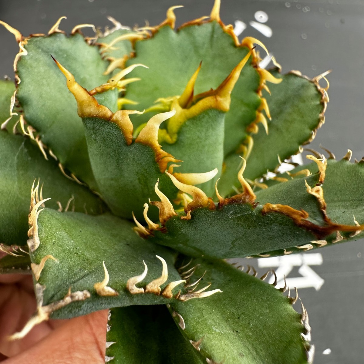 Yahoo!オークション - L59【パンダ園芸】多肉植物アガベ チタノタ フィ...