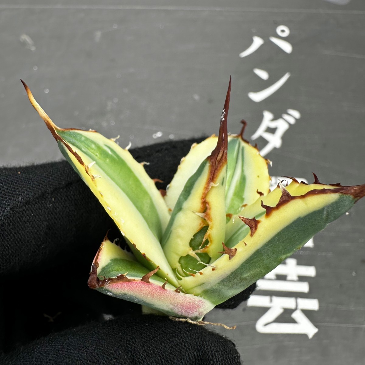 Yahoo!オークション - B64 【パンダ園芸】 アガベ チタノタ スナグルト...