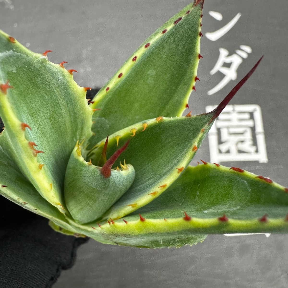 Yahoo!オークション - B77 【パンダ園芸】多肉植物アガべ ポタトラム ...