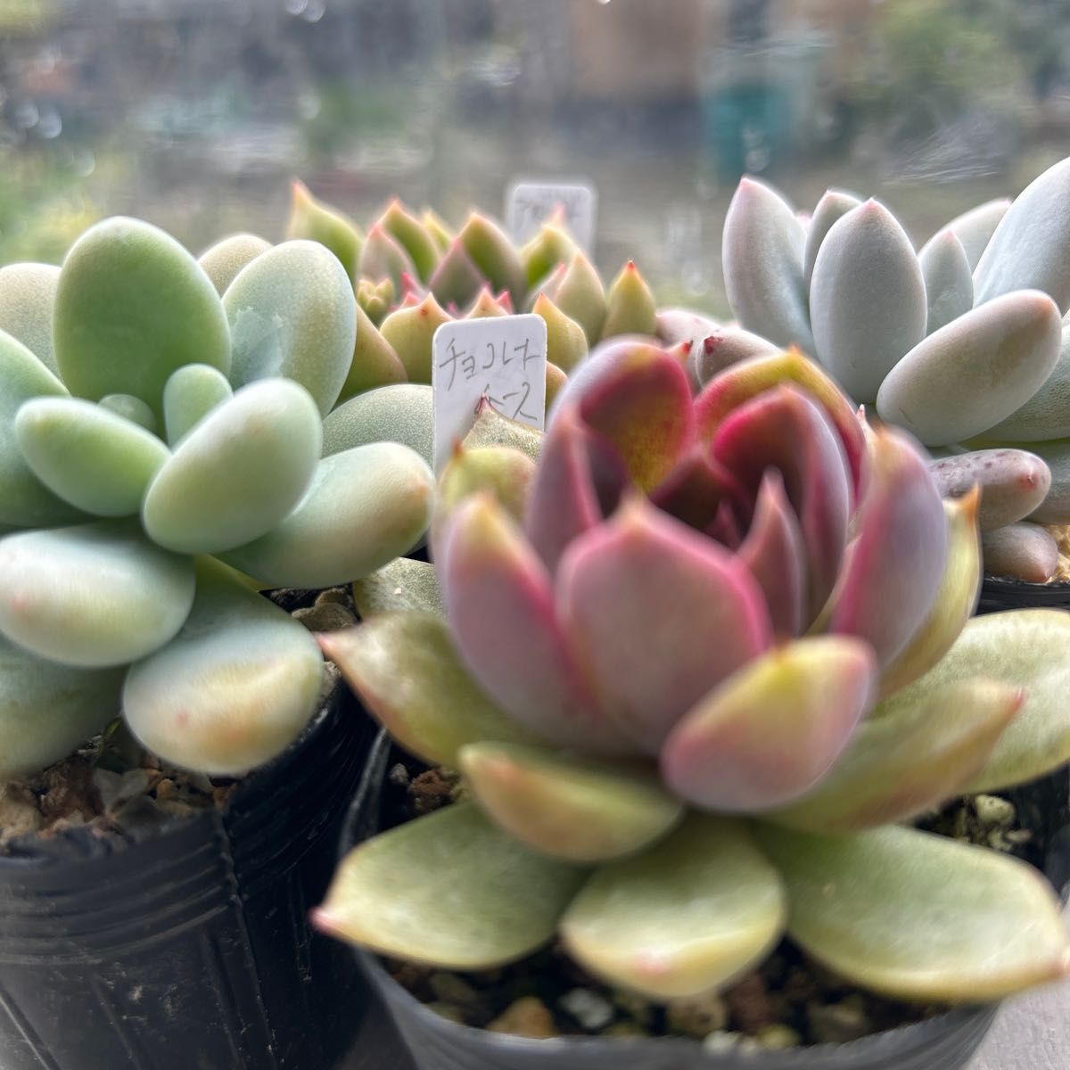 多肉植物 エケベリア 抜き苗 10苗 セット② ピーチモンド レッド 多肉植物 エケベリア 抜き苗 10苗 セット② ピーチモンド レッド