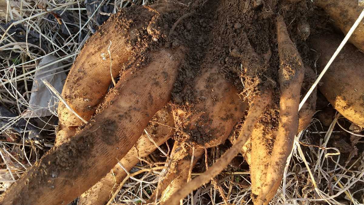 ヤーコン種芋(30株以上) 無農薬で比較的簡単に栽培できます ヤーコン種芋(30株以上) 無農薬で比較的簡単に栽培できます