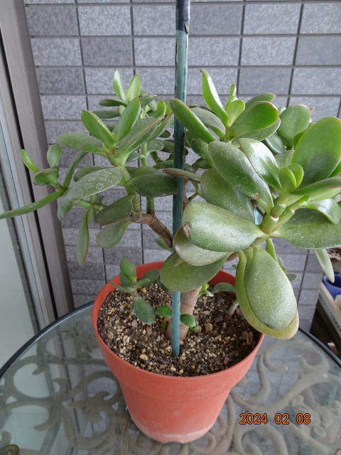 Yahoo!オークション - M233 花月 金のなる木 鉢ごと(全高約50cm)