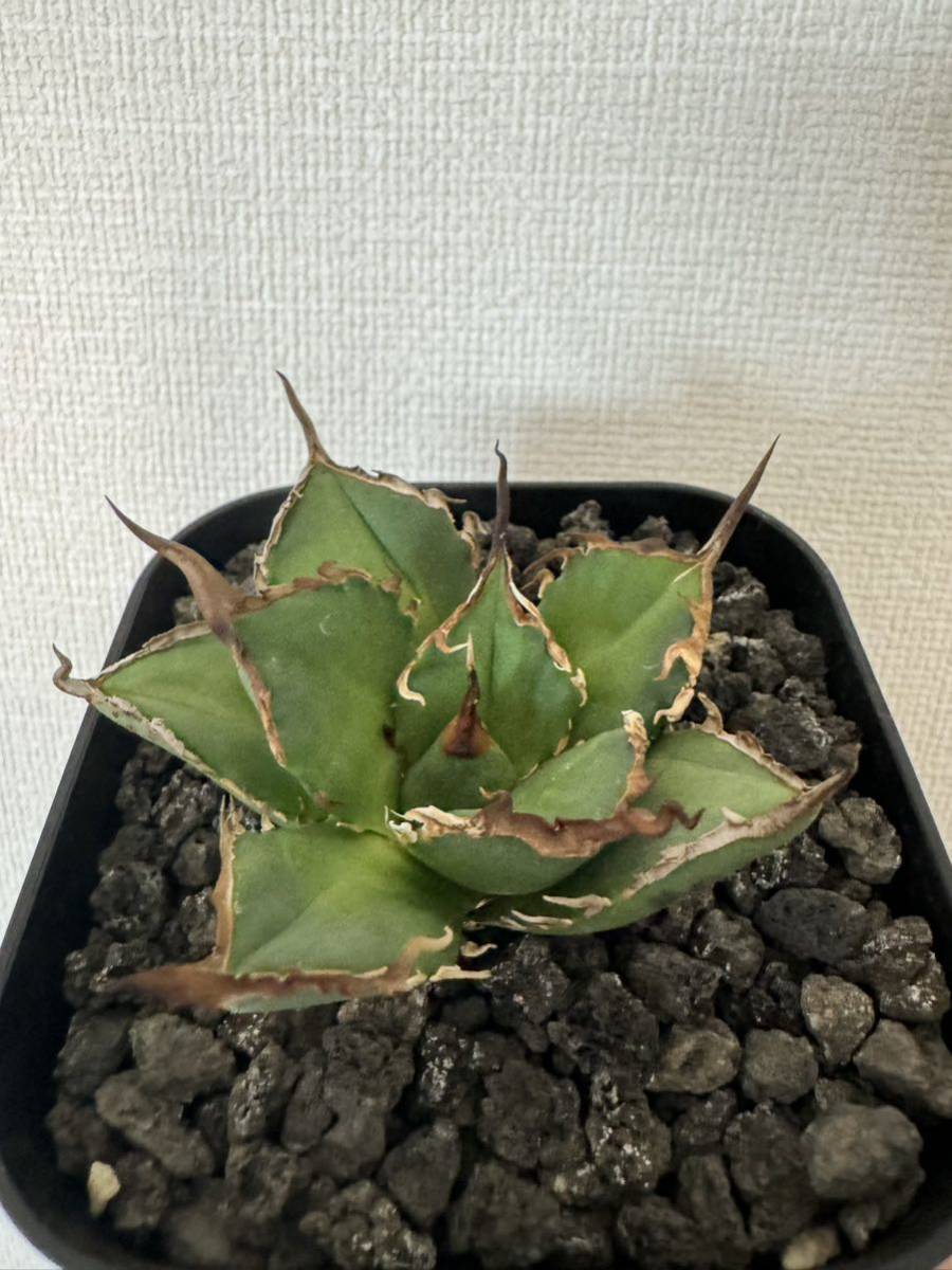 Yahoo!オークション - ライズ 羽毛 アガベ チタノタ ／ lize オテロイ ...