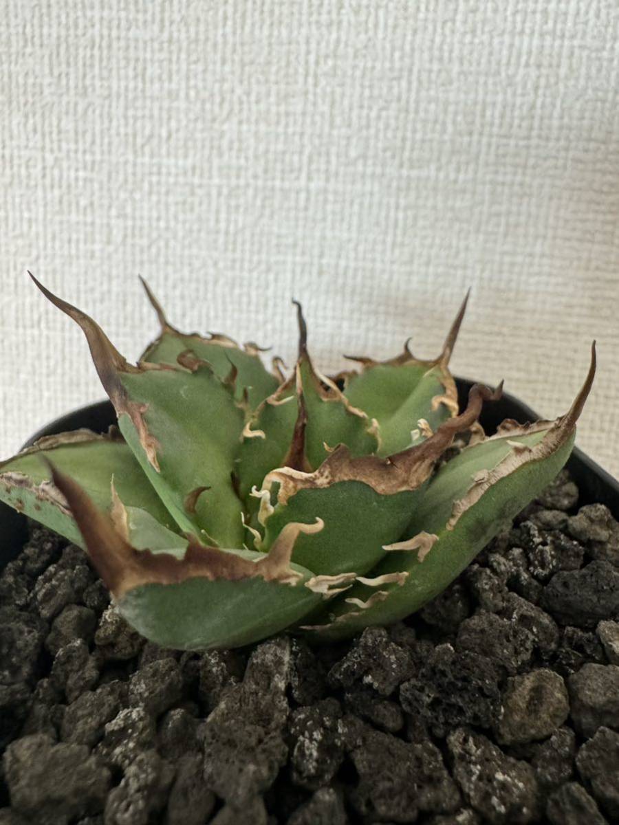 Yahoo!オークション - ライズ 羽毛 アガベ チタノタ ／ lize オテロイ ...