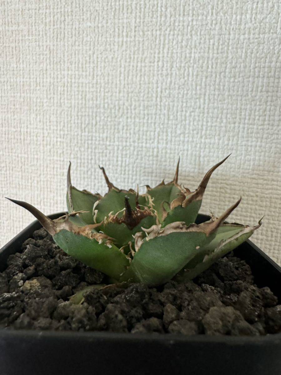 Yahoo!オークション - ライズ 羽毛 アガベ チタノタ ／ lize オテロイ ...