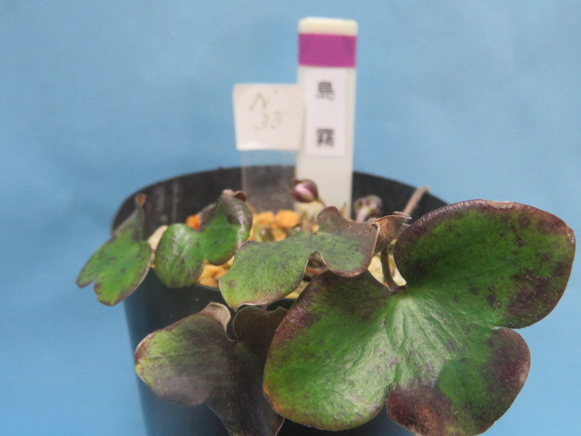 Yahoo!オークション - N33雪割草 島霧 新品