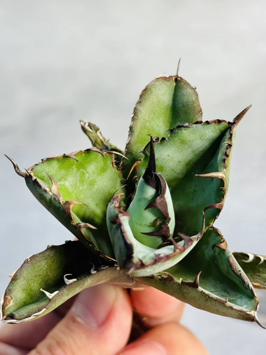 Yahoo!オークション - I28【Rin.】アガベ チタノタ ブラックアンドブル...