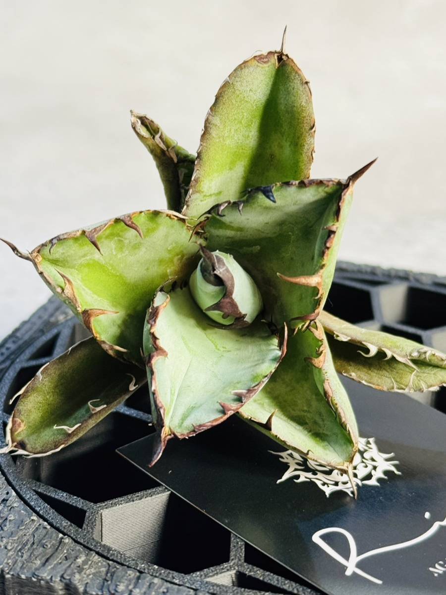 Yahoo!オークション - I28【Rin.】アガベ チタノタ ブラックアンドブル...