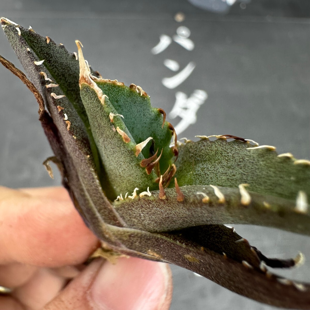 Yahoo!オークション - D77 【パンダ園芸】 特選 アガベ 【豆豆竜】メリ...