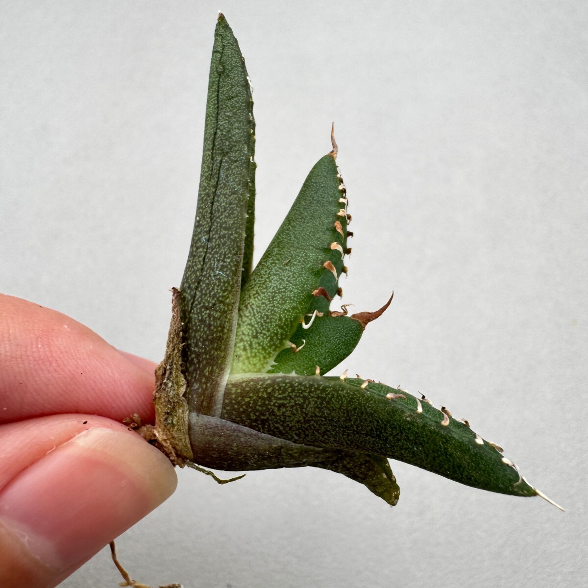 Yahoo!オークション - N40アガベ チタノタ 魔丸 1株