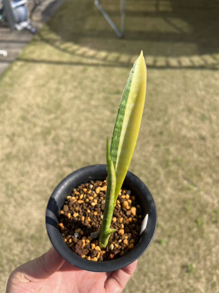 Yahoo!オークション - Hyb.Stella x Parva v サンセベリア・サンスベリア