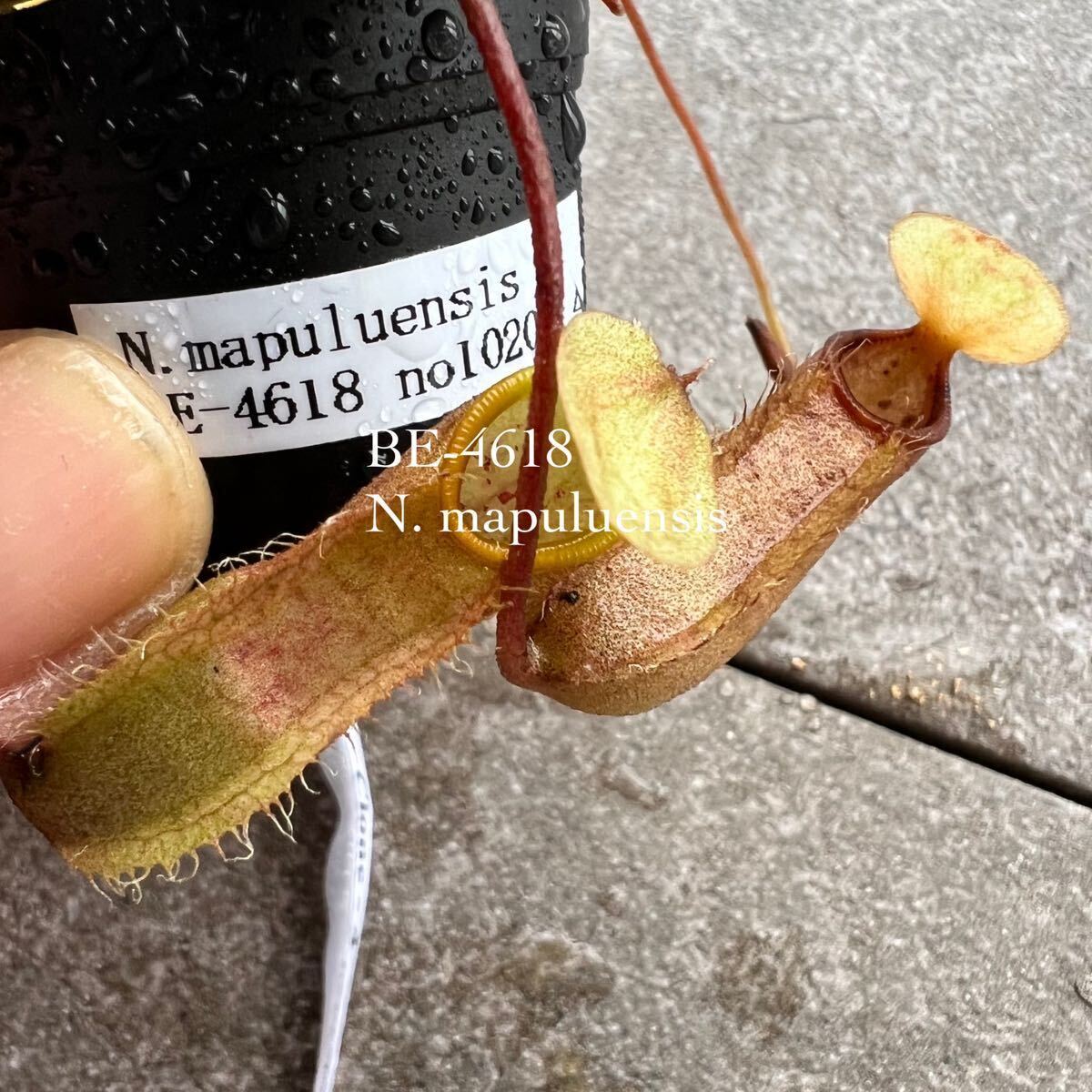 Yahoo!オークション - BE-4618 N. mapuluensis ウツボカズラ 食虫植物 ...
