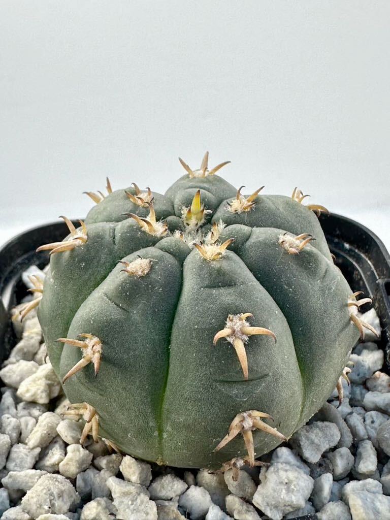 Yahoo!オークション - Gymnocalycium spegazzinii f. unguspinum ギム...
