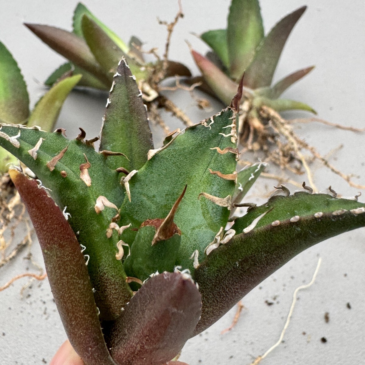 Yahoo!オークション - N359アガベ チタノタシーザー American Caesar ...