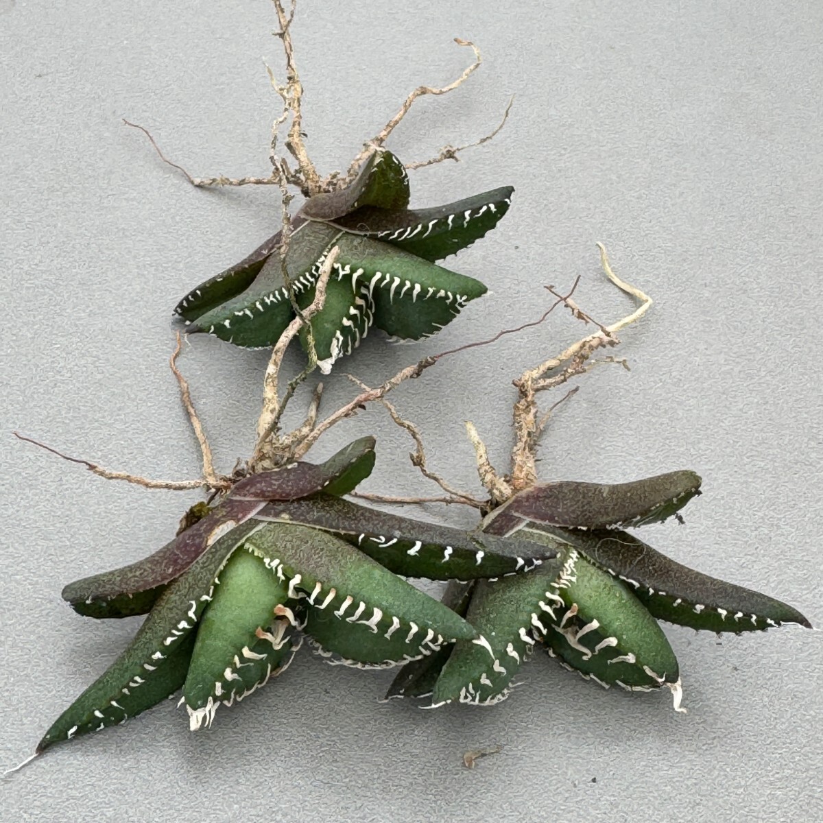 Yahoo!オークション - N438アガベ チタノタ南アフリカダイヤモンド SAD...