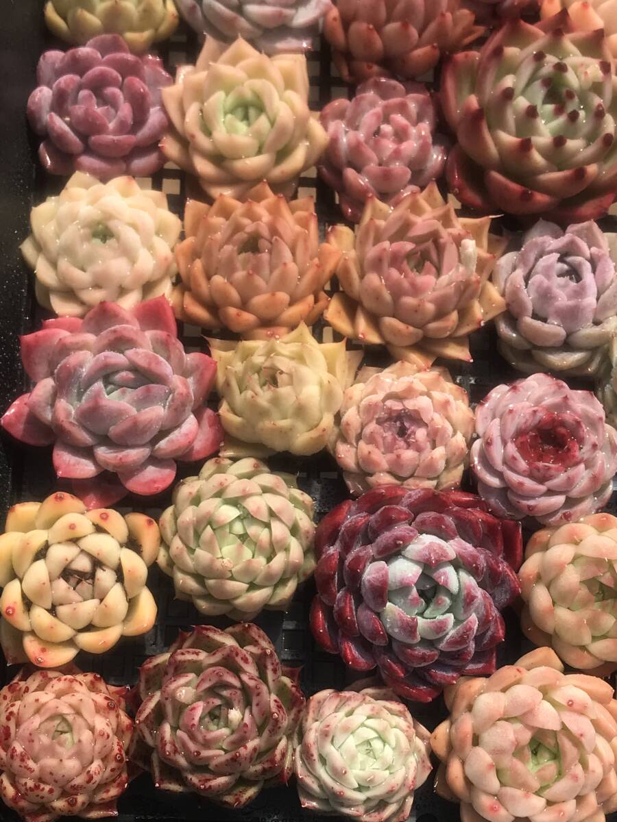 Yahoo!オークション - 54株 T106 多肉植物 エケベリア属 Echeveria DC...