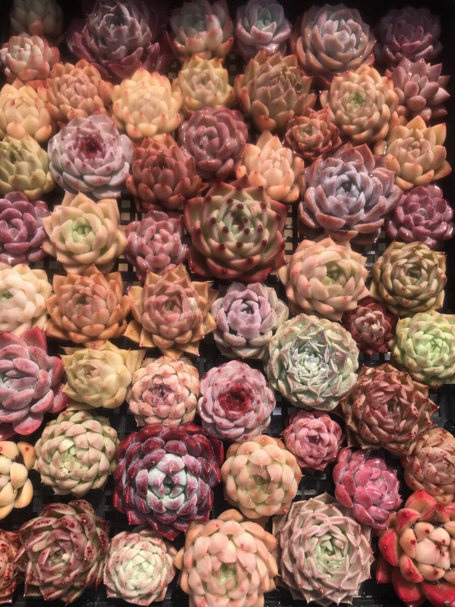 Yahoo!オークション - 54株 T106 多肉植物 エケベリア属 Echeveria DC...