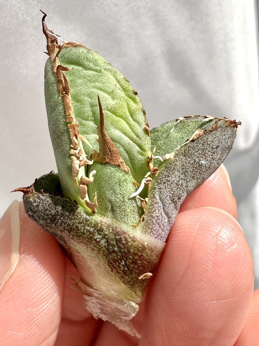 Yahoo!オークション - アガベ 多肉植物 チタノタ Mesmerizing Yahoo!オークション - アガベ 多肉植物 チタノタ Mesmerizing