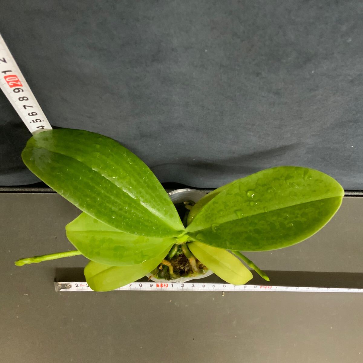 Yahoo!オークション - (^ ^)(705) Phal. Yaphon Perfume '815'