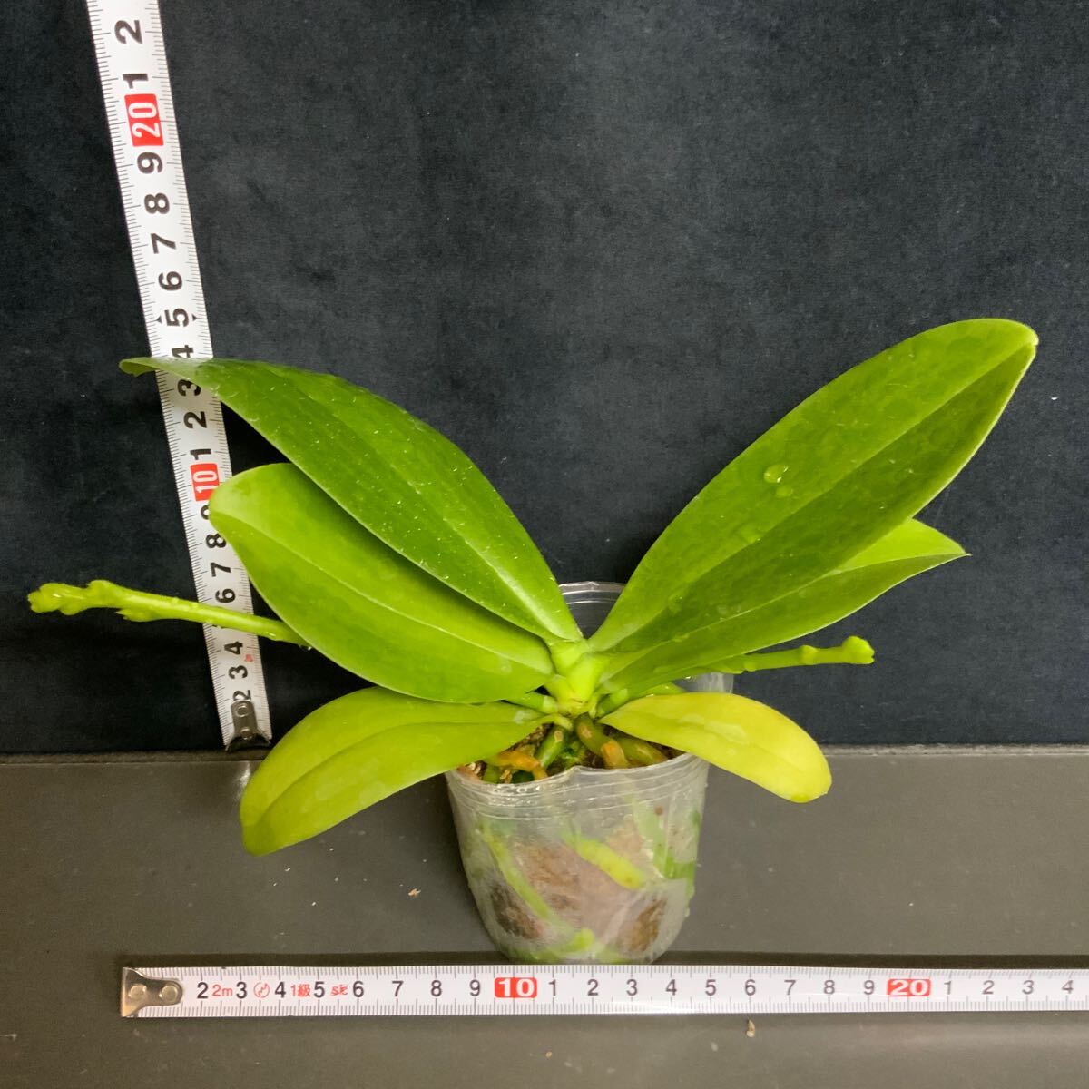 Yahoo!オークション - (^ ^)(705) Phal. Yaphon Perfume '815'