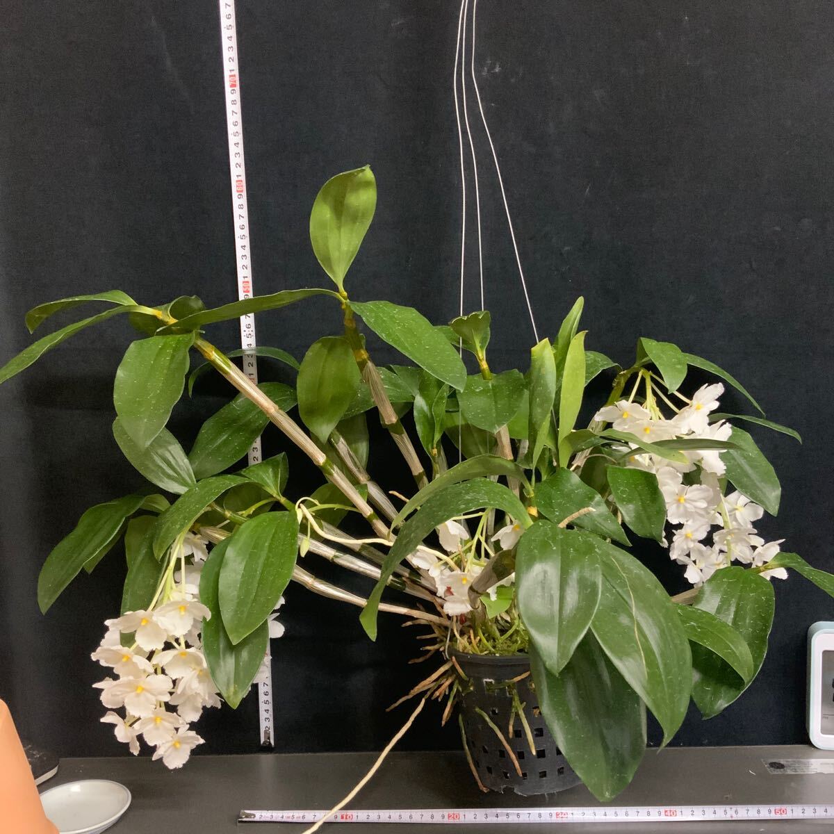 Yahoo!オークション - (^ ^)(739) Den. farmeri fma. petaloid album